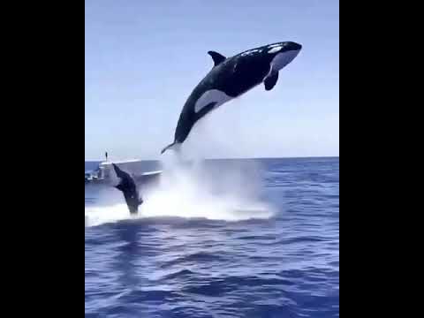 Mesmerizing Power of Orcas: A Must-See Encounter