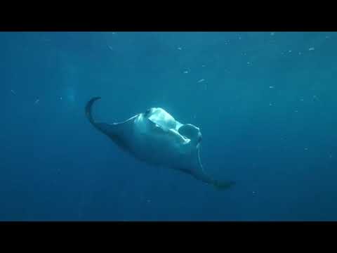 Graceful Stingrays Fly Through Waters of Isla Mujeres