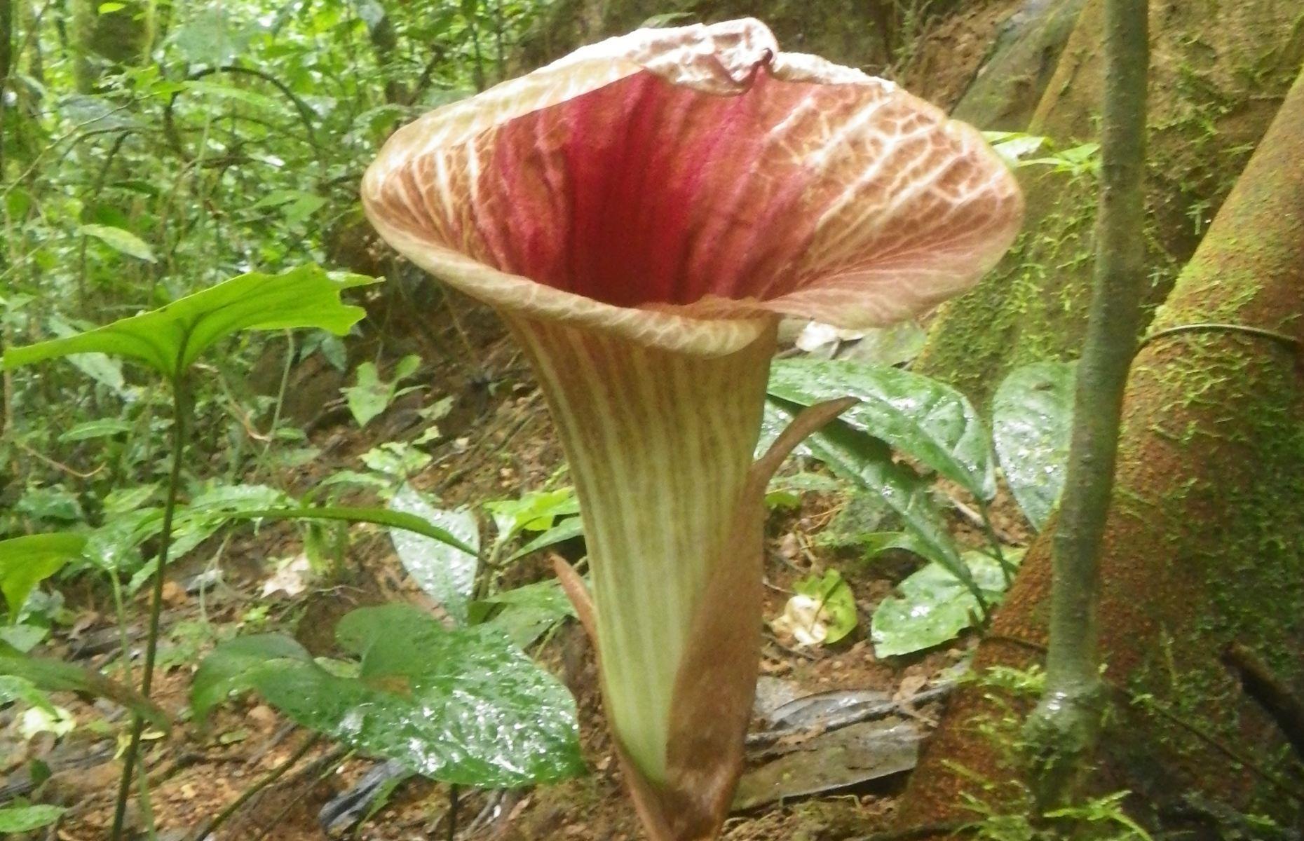 Amazing NEW plants that have only just been discovered