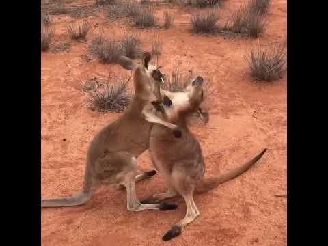 Must-See Baby Kangaroo Friends Reunite After Separation