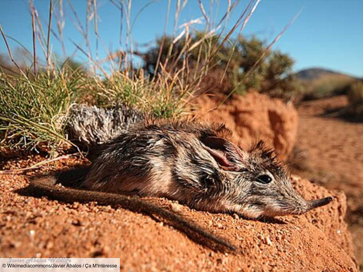 Connaissez-vous le bilby, cet animal du désert qui ne boit jamais d’eau