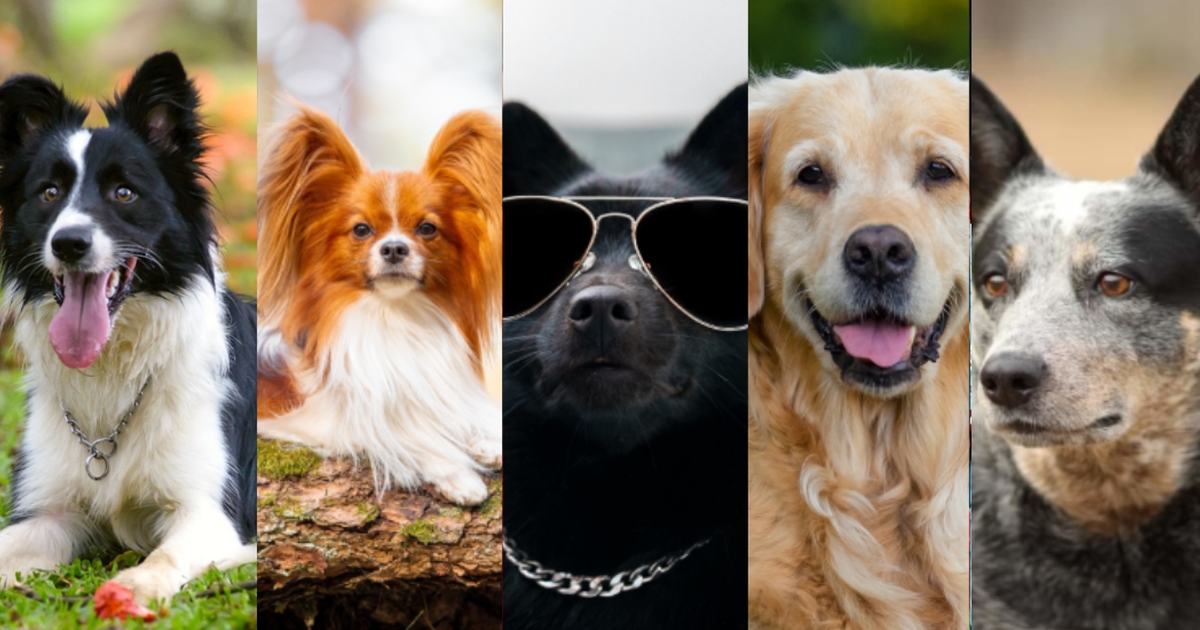 The 15 Smartest Dog Breeds: Is Yours on the List?