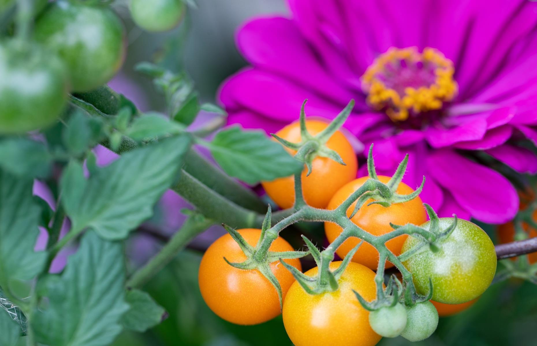 30 expert tips for homegrown vegetables