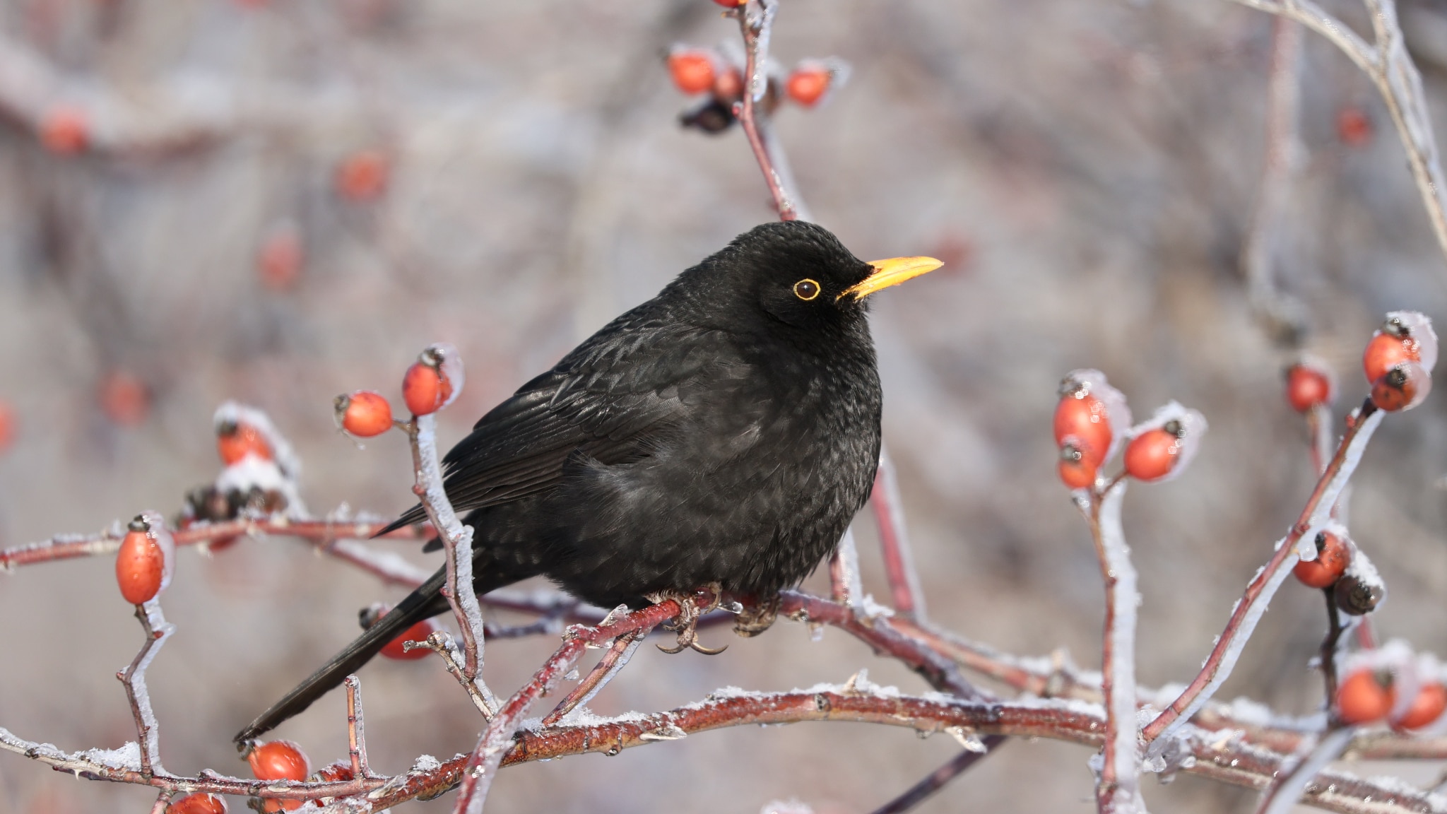 Arrivano i "giorni della merla". Perché si chiamano così