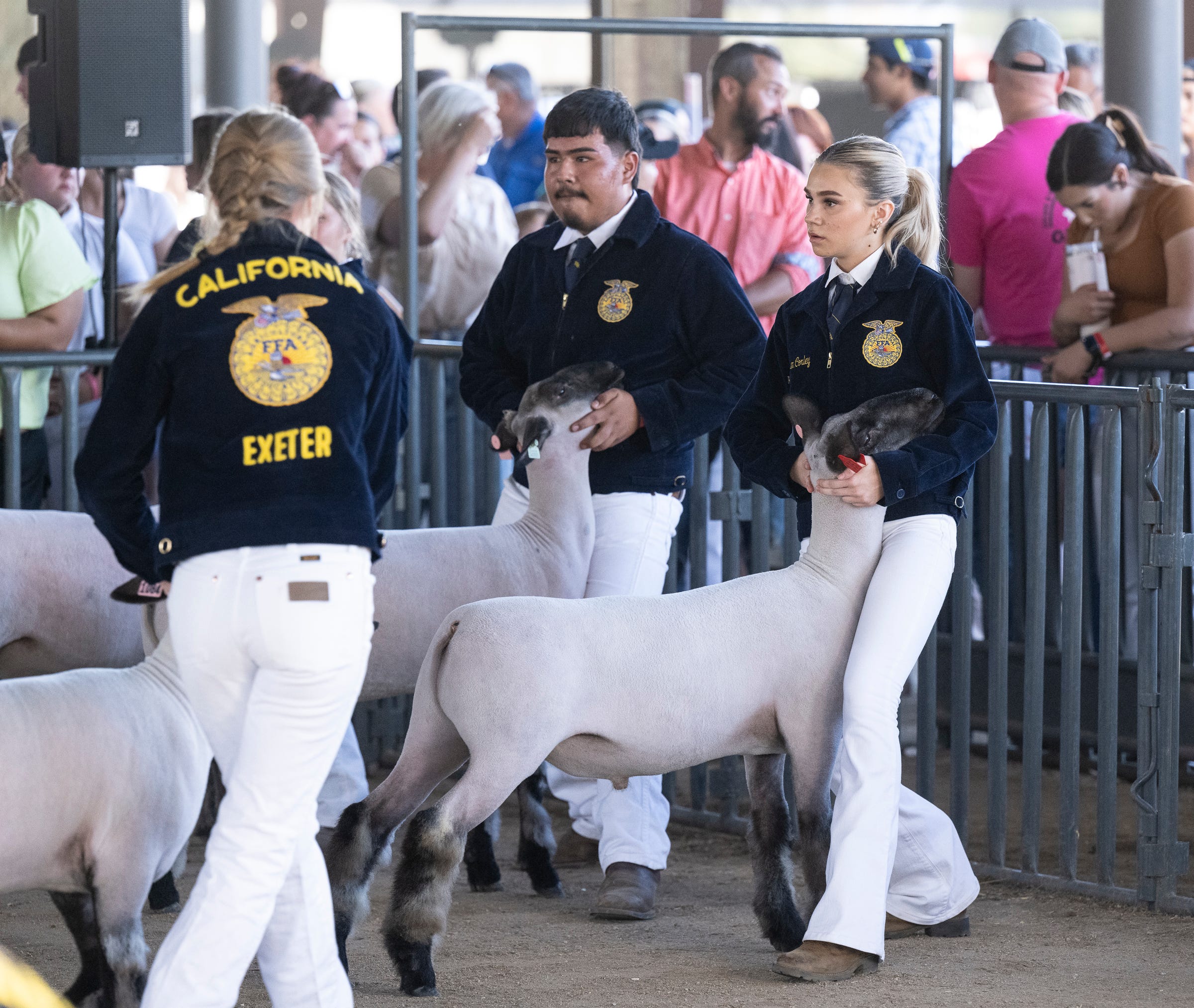 California ban on poultry, dairy cattle at events may not affect Tulare ...