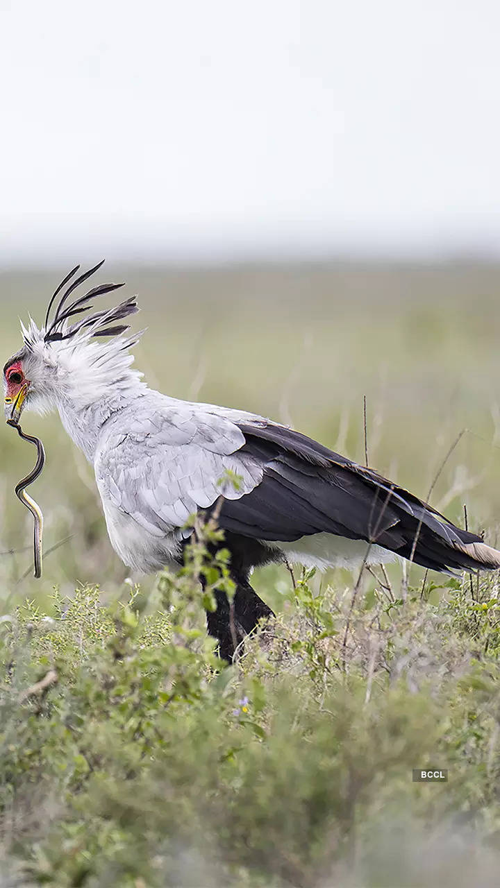 10 must-see birds found only in Africa
