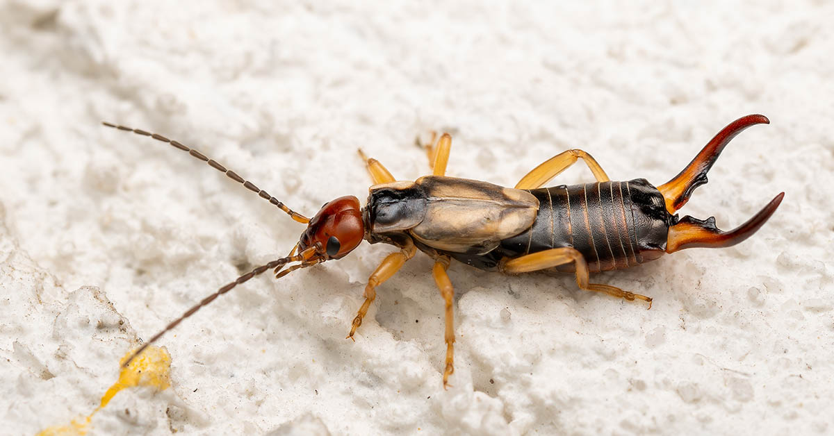 How to Get Rid of Earwigs