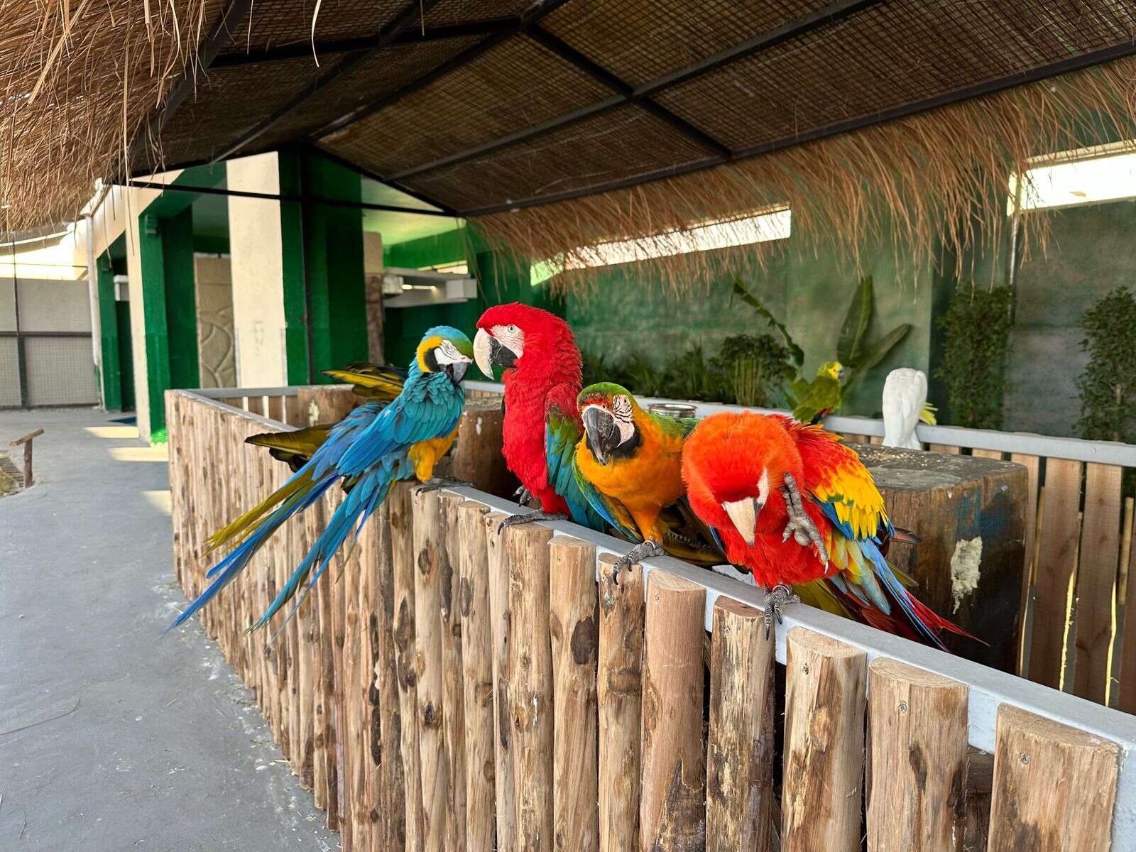 Look: Want to see a mini camel? Sharjah's new pygmy zoo houses rare ...