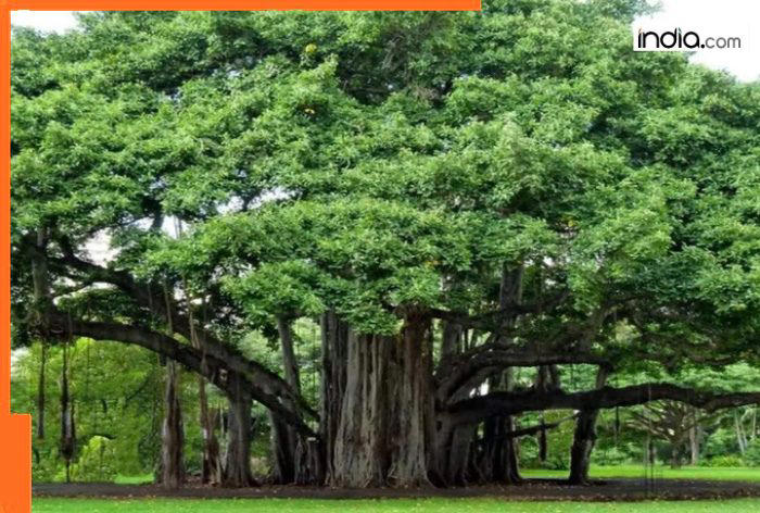 World’s largest banyan tree is in India in the state of..., it’s called ...