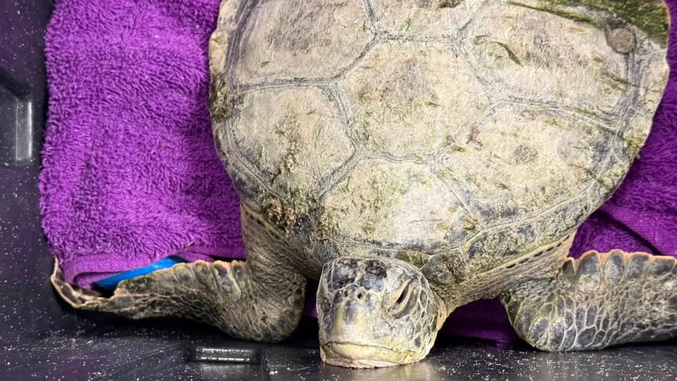 More Than 1,000 Sea Turtles Rescued In Historic Florida Cold Snap
