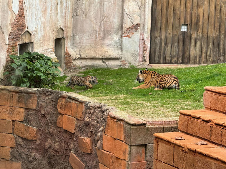 PHOTOS: Baby Bakso Tiger Cub Debuts on the Maharajah Jungle Trek at ...