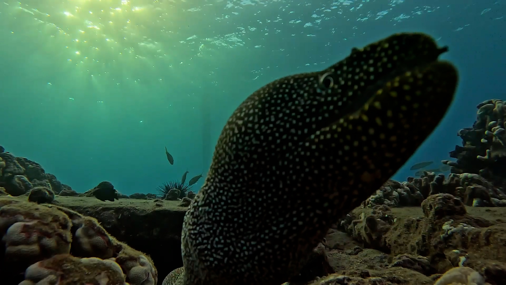 Divers leave GoPro unmanned and capture amazing marine life footage