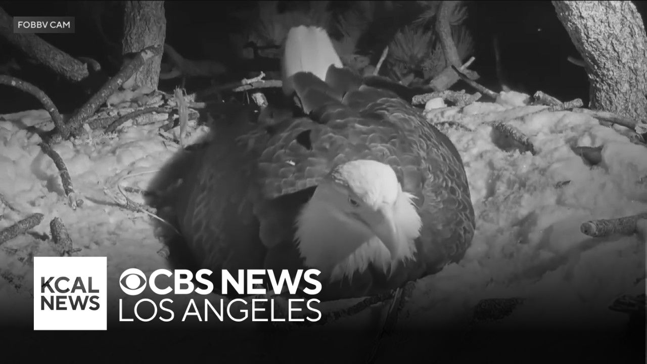 Jackie and Shadow lay third egg in Big Bear nest