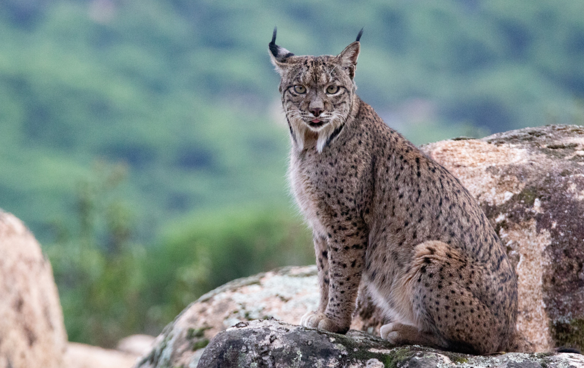 From fast to fierce: fascinating facts about wild cats