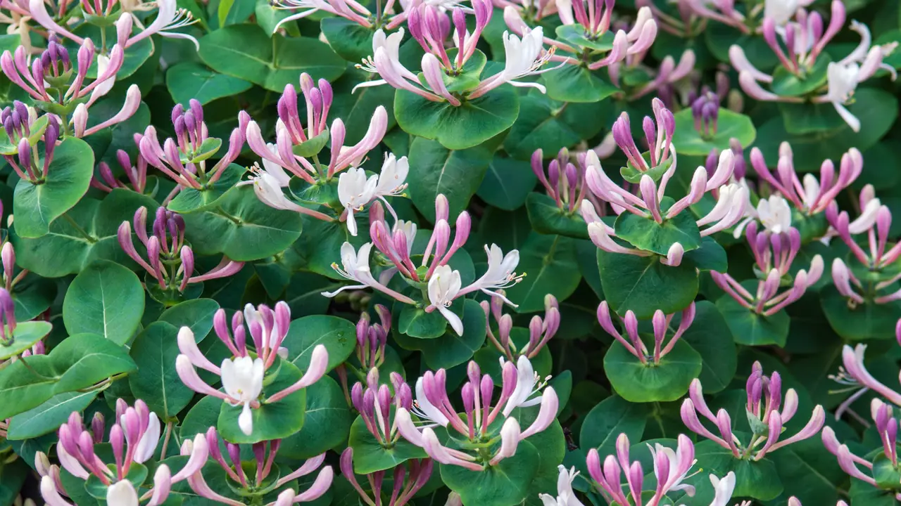 Madreselva, una bonita planta trepadora con flor resistente al frío que ...