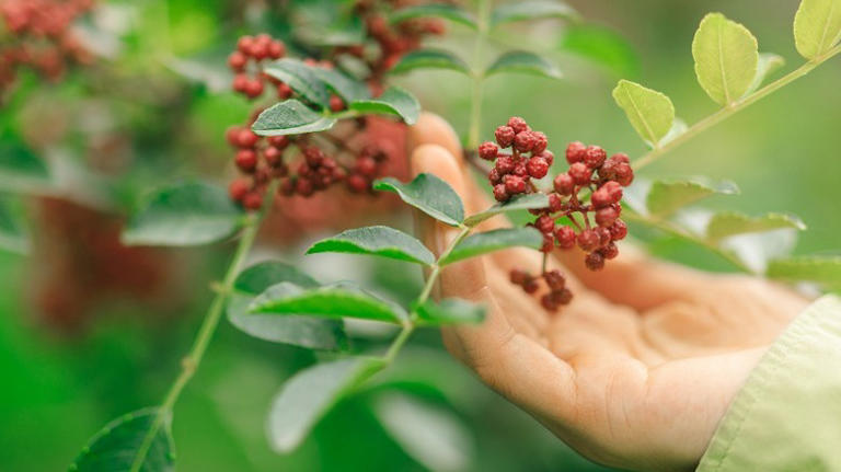 The Science Behind The Wild Sensation Of Eating Sichuan Peppers