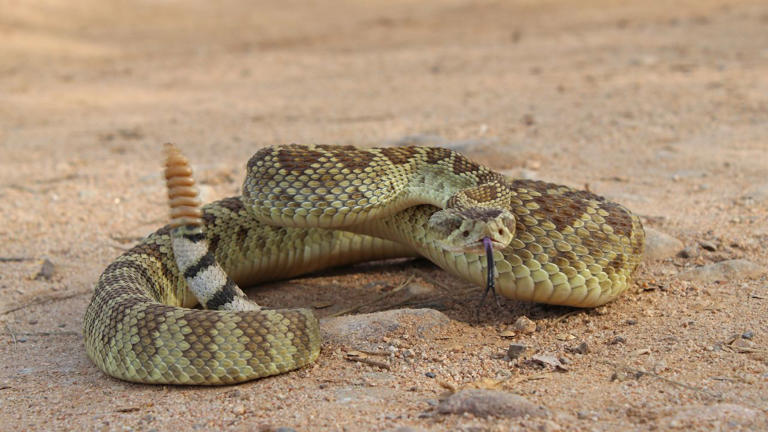 The most dangerous snakes in North America: What you need to know