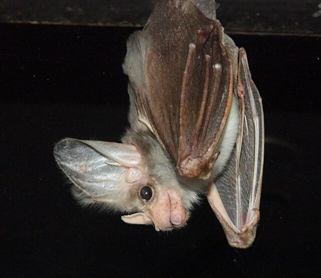 The Creepiest Bats You’ll Wish Never Took Flight