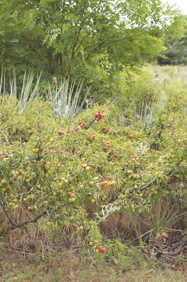 Wednesday is Kansas Day. Here are the state grass, fish, fruit and more