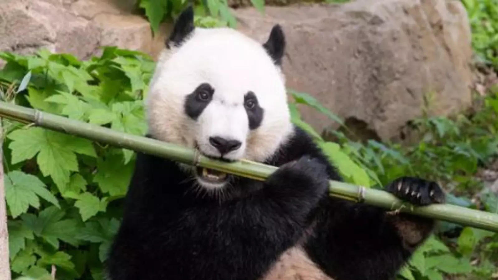10 Fascinating Facts About Pandas You Never Knew