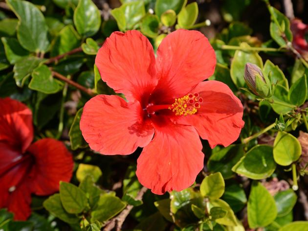 Hibiskus Hat Gelbe Blatter
