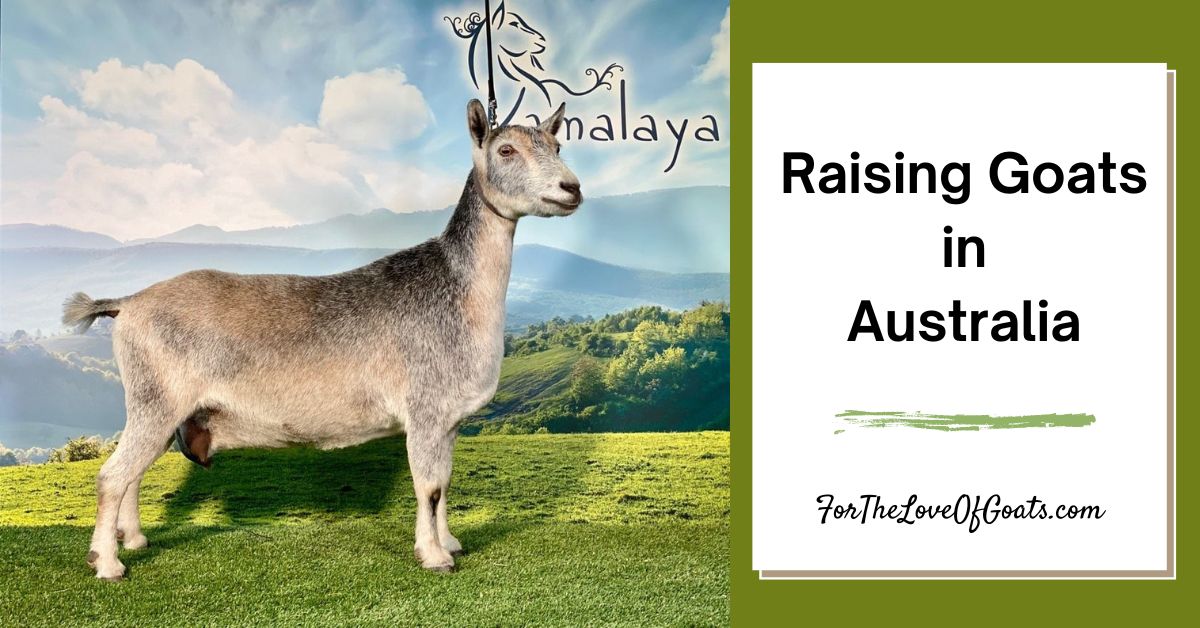 Raising Goats in Australia