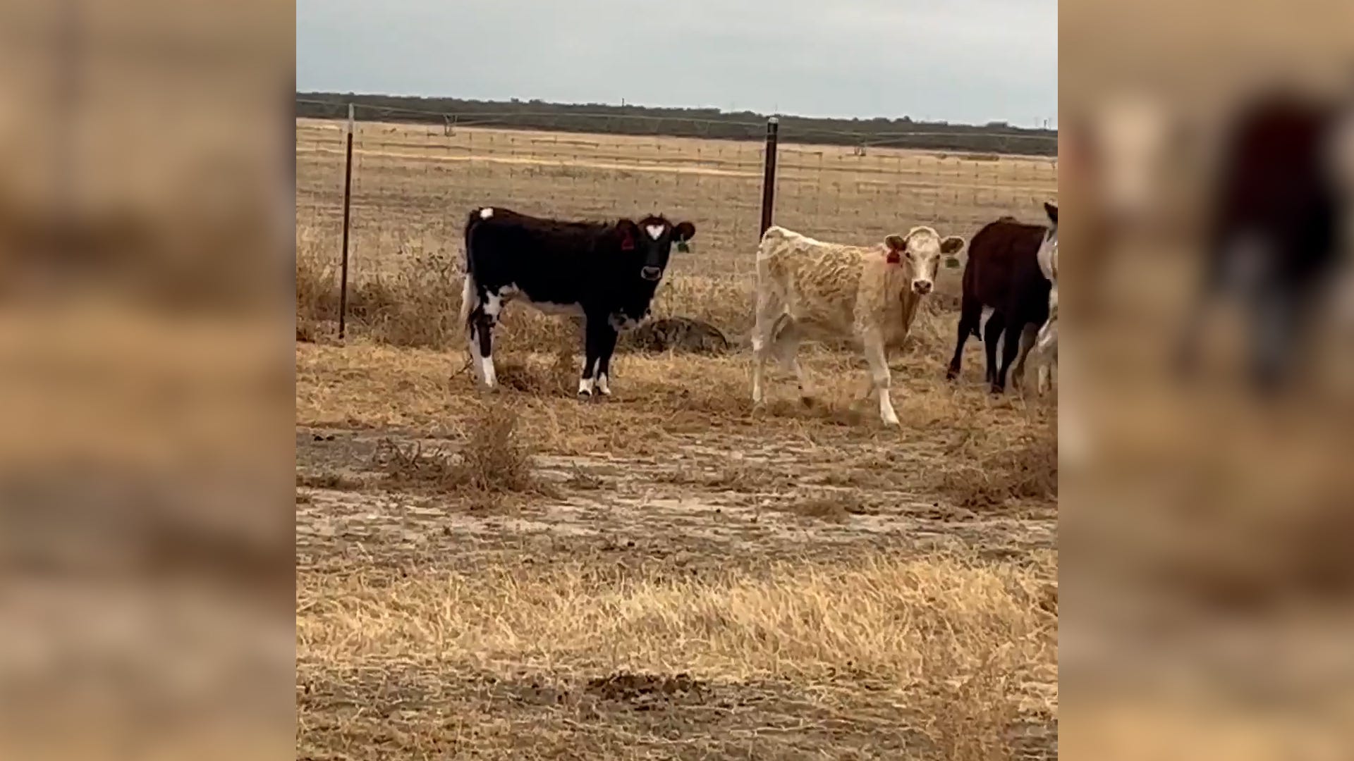 'This is something I've never seen': Texas man watches herd of cows ...