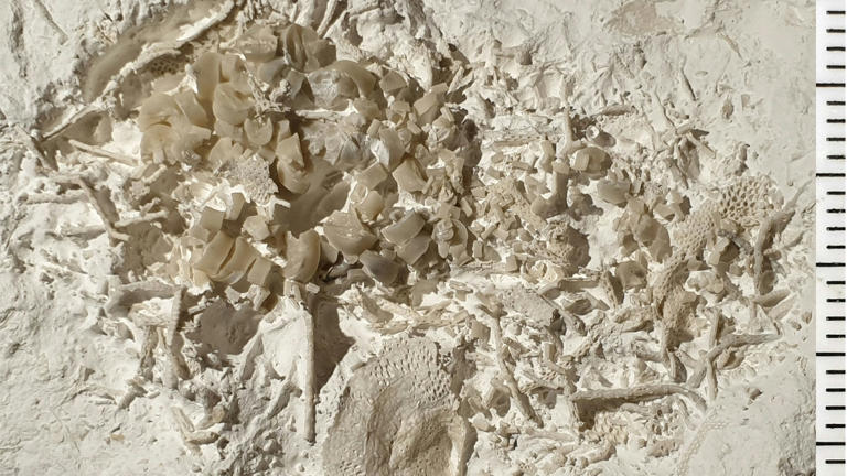 Dieser Fisch-Überrest ist 66 Millionen Jahre alt