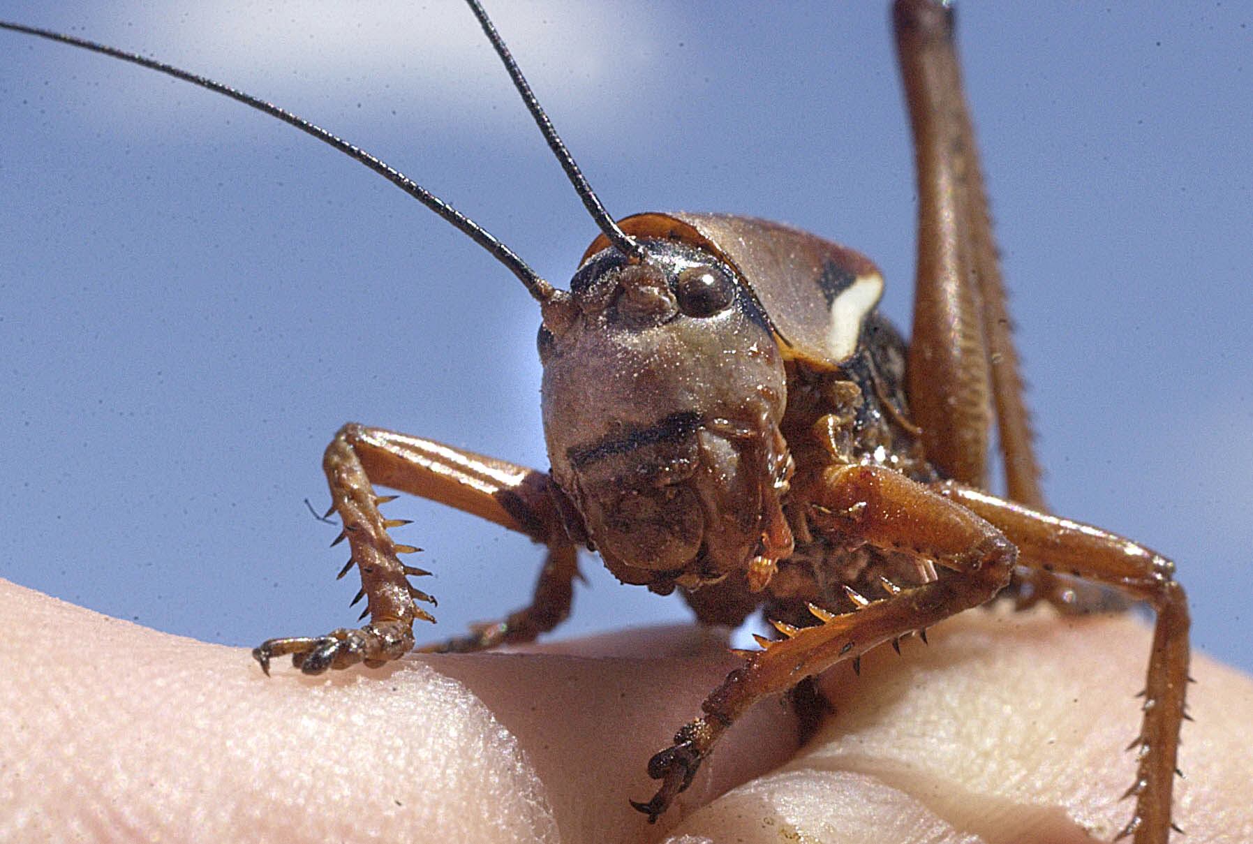 M-word is a no-no. So let’s rename the ‘Mormon cricket,’ says Utah ...