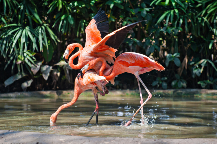 10 Bizarre Wild Animal Mating Rituals That Will Blow Your Mind