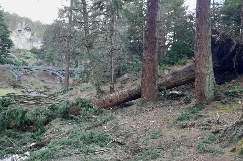 Huge 150-year-old tree brought down on Northumberland estate during ...