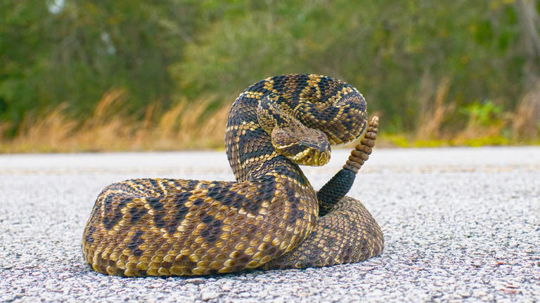 The most dangerous snakes in North America: What you need to know