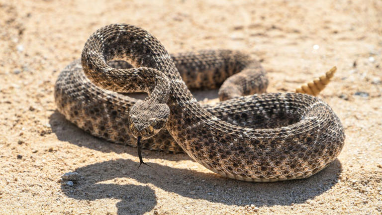 The most dangerous snakes in North America: What you need to know