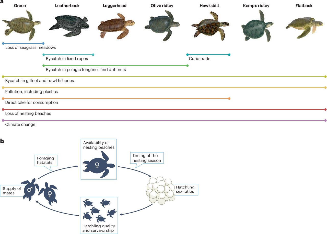 Sea turtles make a comeback as conservation efforts pay off