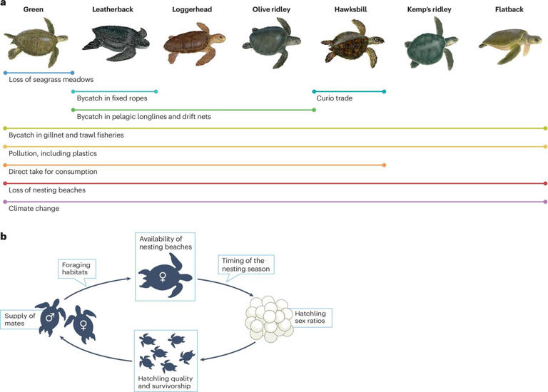 Sea turtles make a comeback as conservation efforts pay off