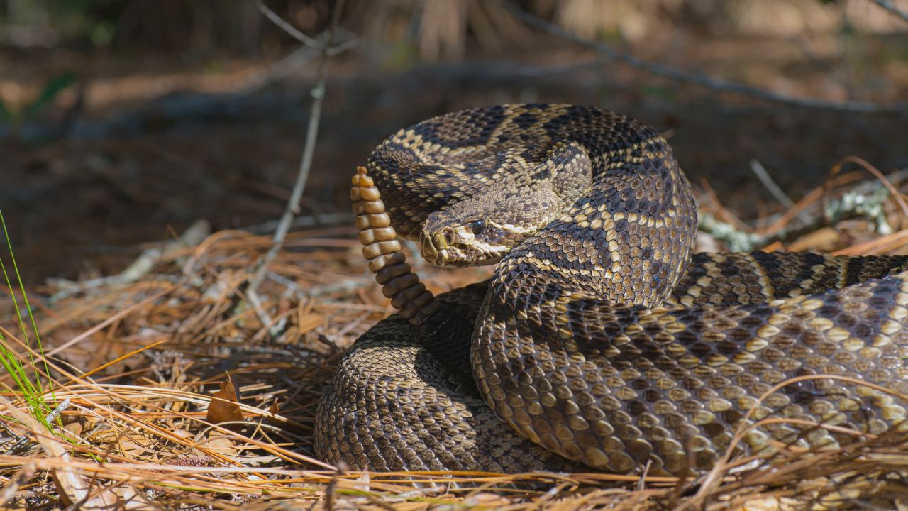 10 Deadliest Snakes You Can Run Into in the U.S.