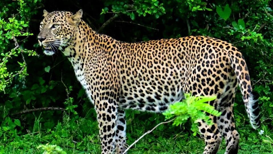 Leopards 'terrorise' Bengaluru, forest officials capture one near ...