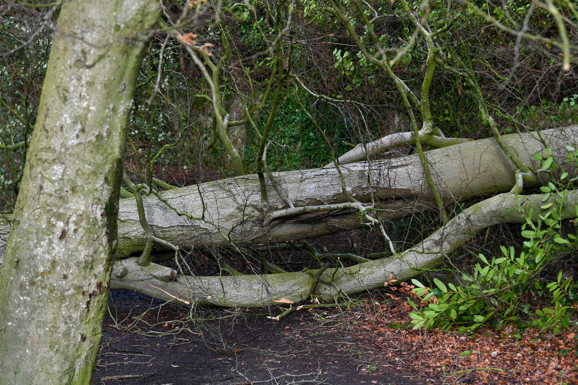 National Trust seeks help after losing more than 10,000 trees in Storm ...