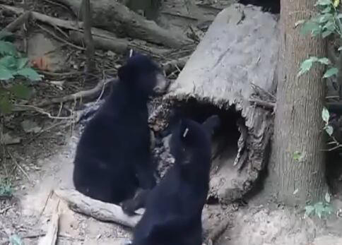 Tennessee wildlife agency’s relationship with Appalachian Bear Rescue ...