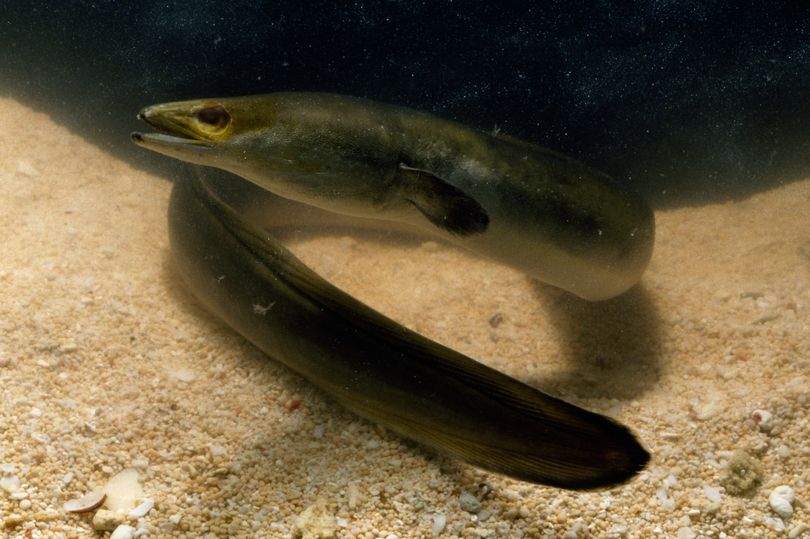 Border Force lorry search unearths hundreds of endangered animals in ...