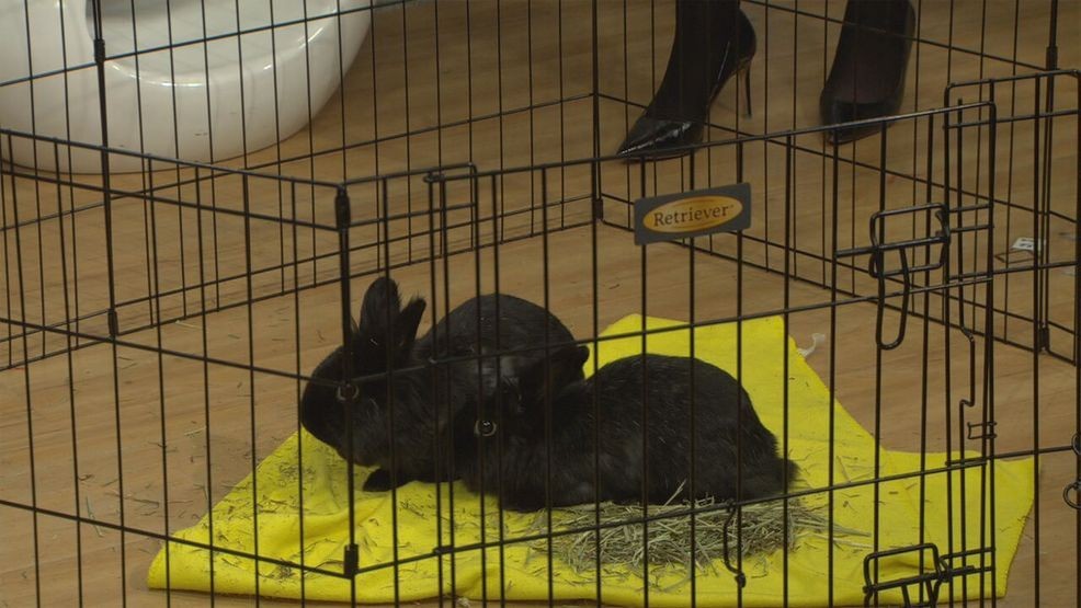 ARC Rochester: January 29, 2025