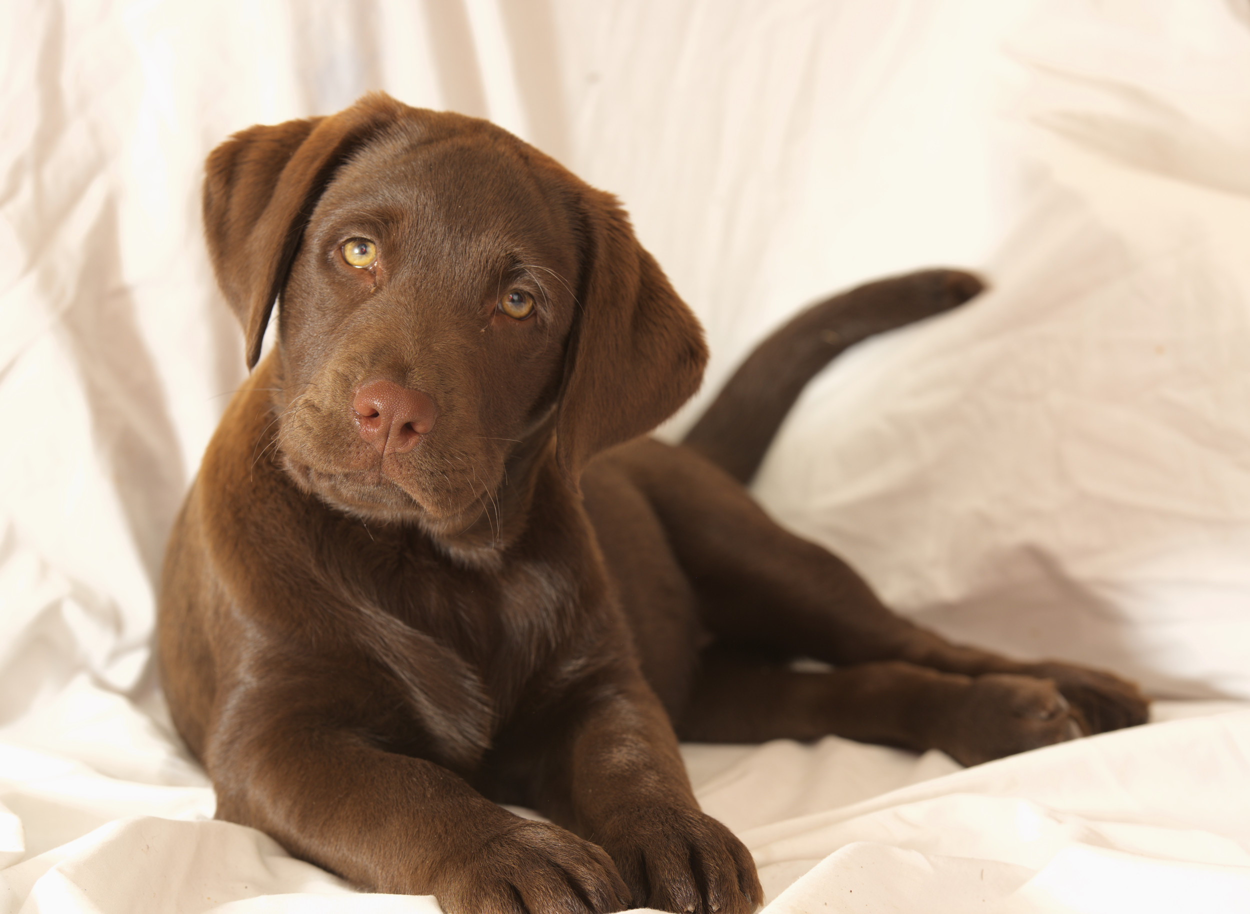 Laughter at How Chocolate Labrador Wakes Up Owner: 'The Disrespect'