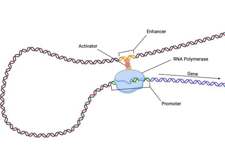 Human genetics provides clues to why DNA regulatory regions get 'loopy'