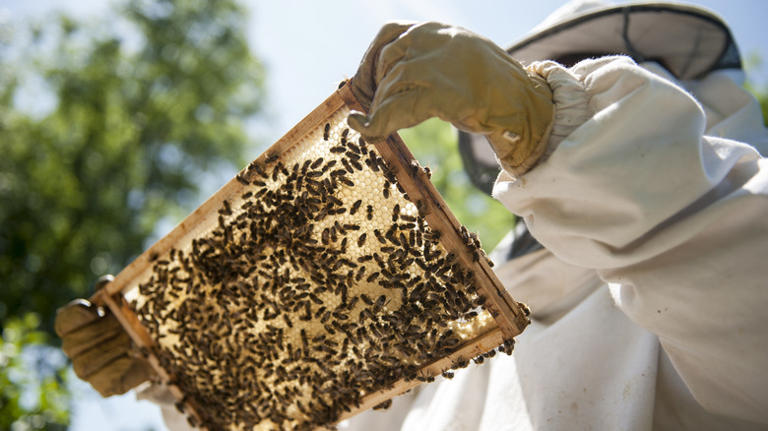 How Many Bees Does It Take To Make A Jar Of Honey?