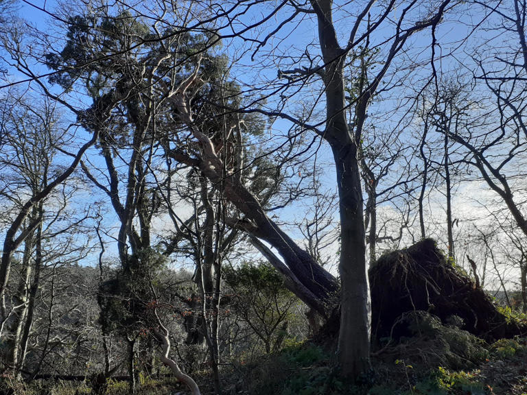 The stunning forest walks and adventure trails in Scotland still closed ...