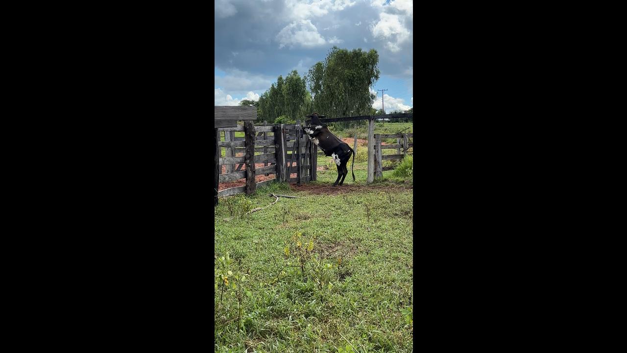 Clever Ox Opens Gate