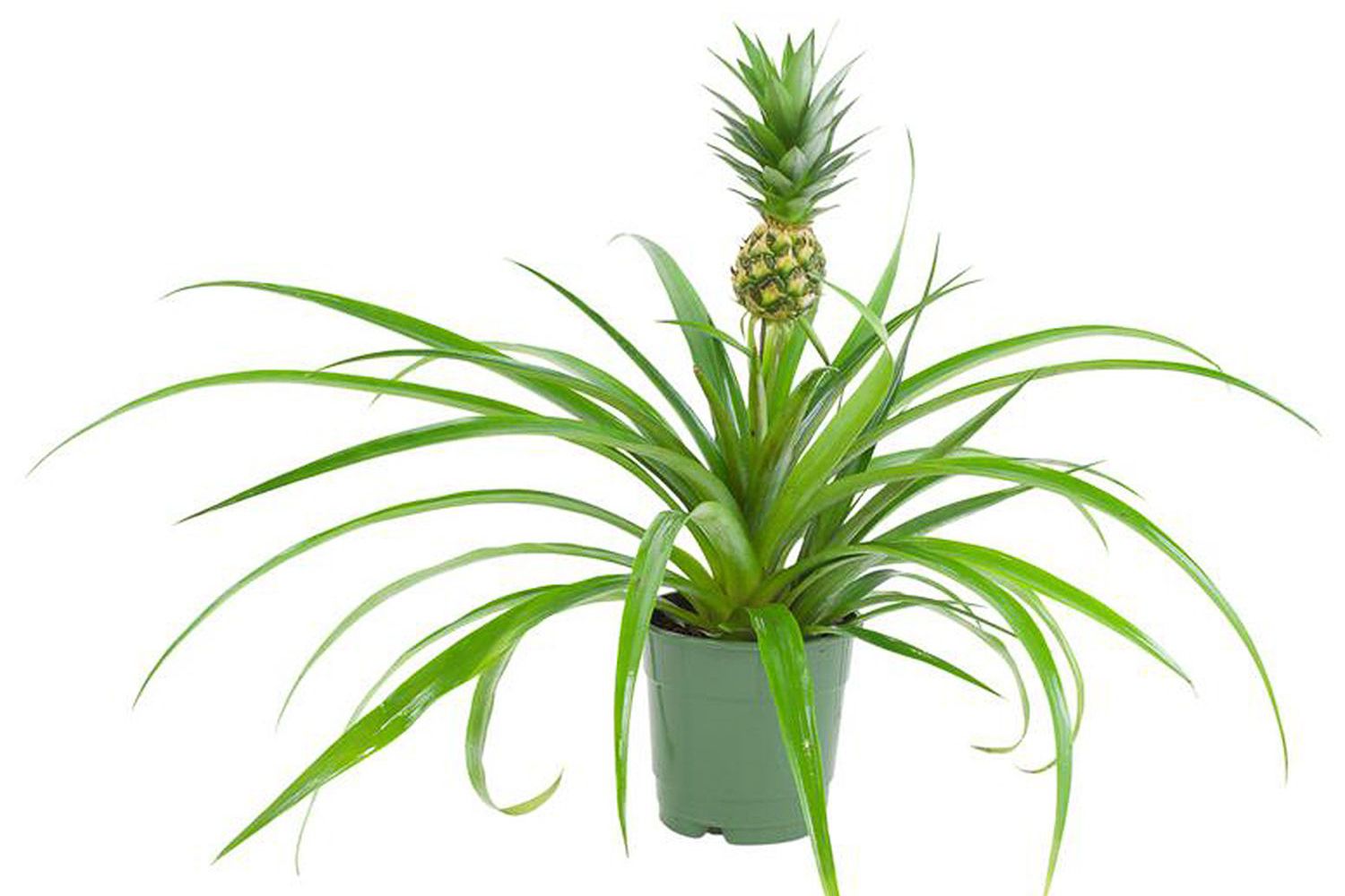 How To Plant And Grow A Pineapple Top