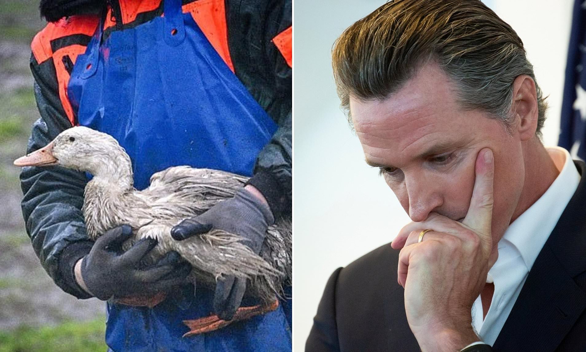 Top doctor sounds alarm over new pandemic virus mutation in bird flu