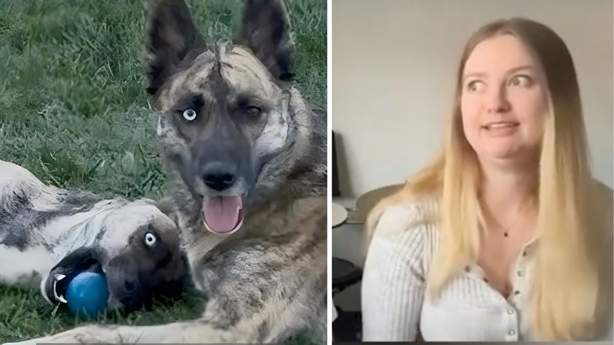 Family Adopted Two Dogs 3 Years Apart—Stunned What DNA Test Reveals