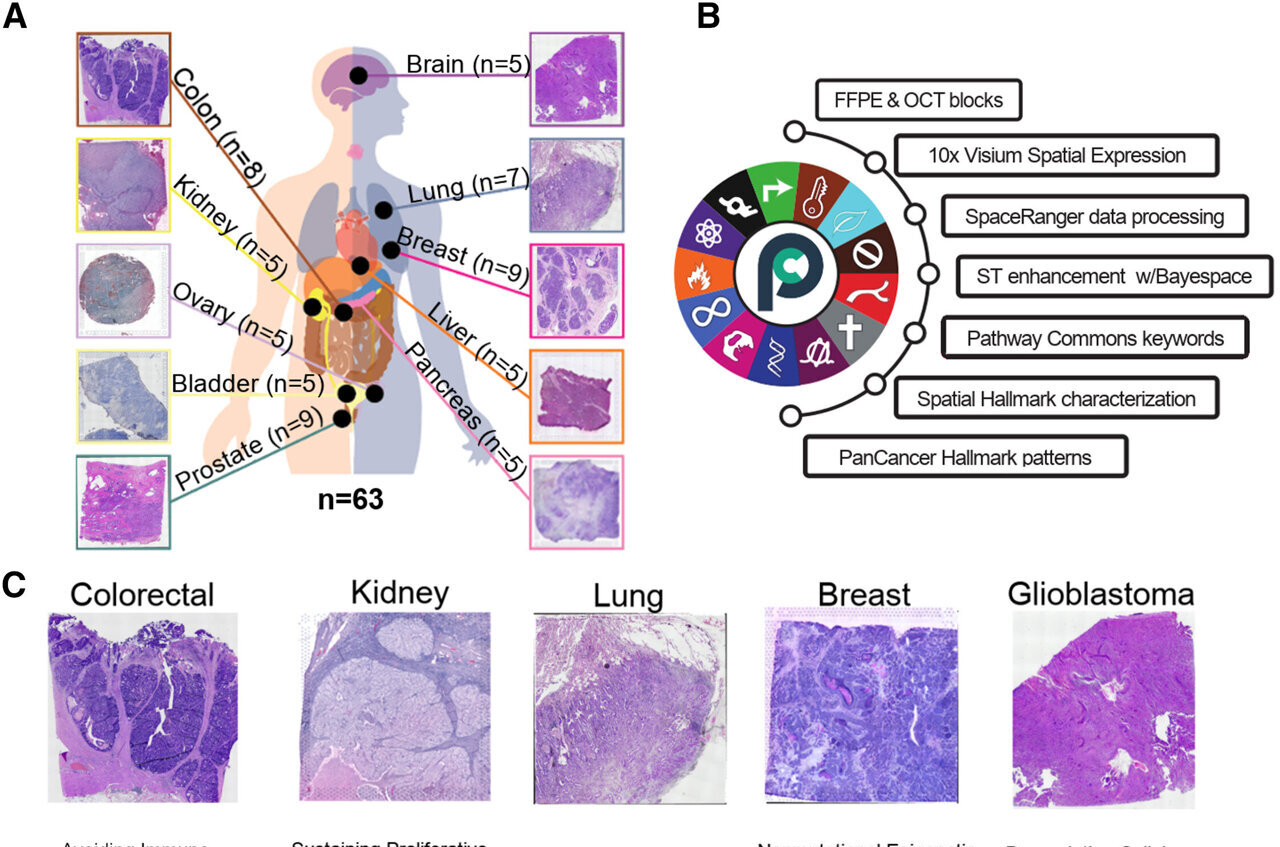 'Hallmarks of cancer' offer new perspective on malignant transformation ...